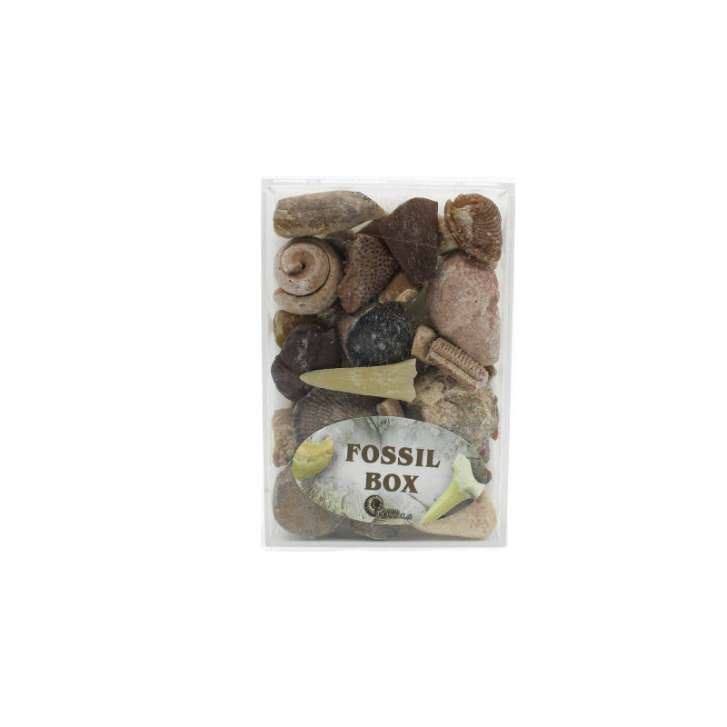 Fossil Box – Auckland Museum Online Store
