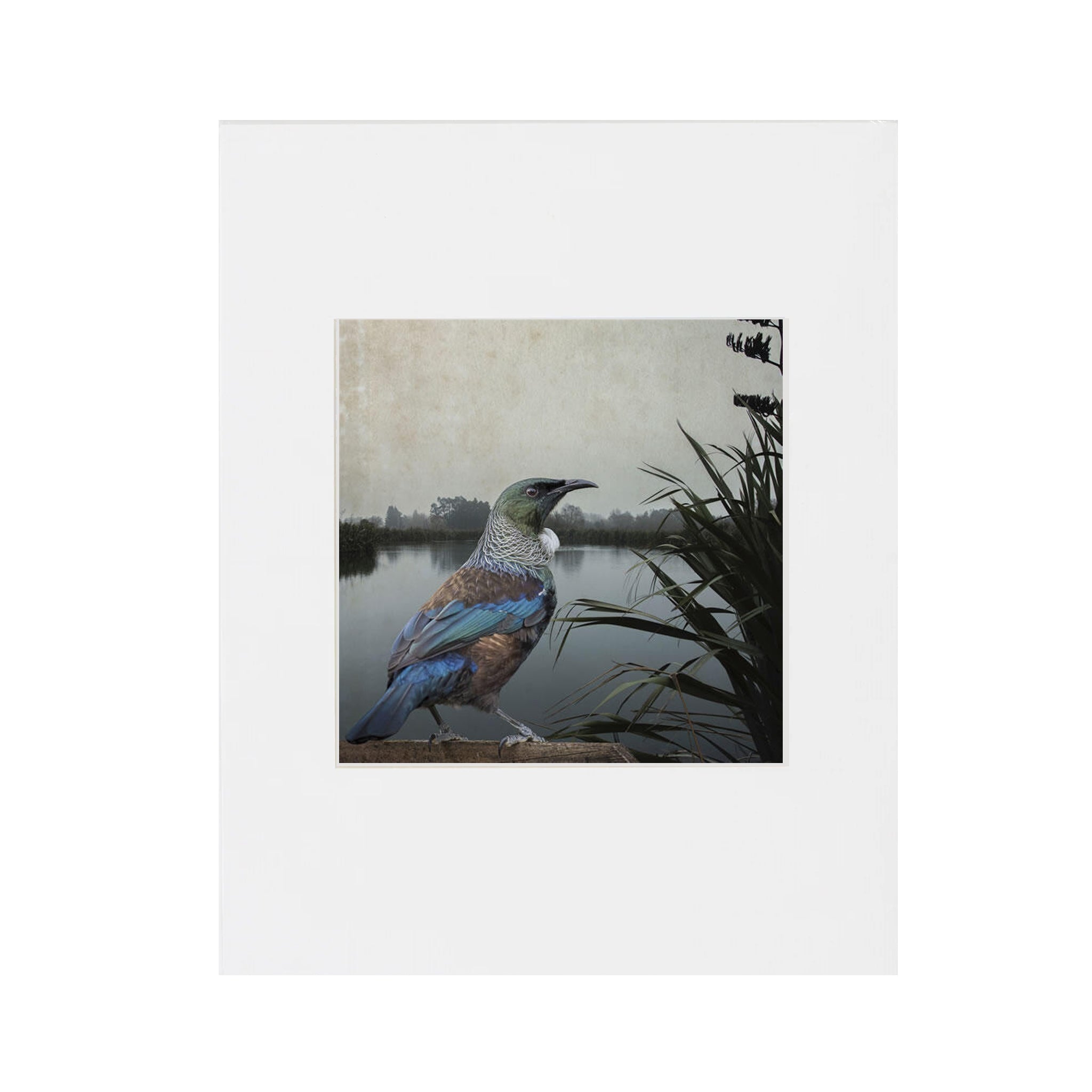 Matted Print - Tui Territory – Auckland Museum Online Store