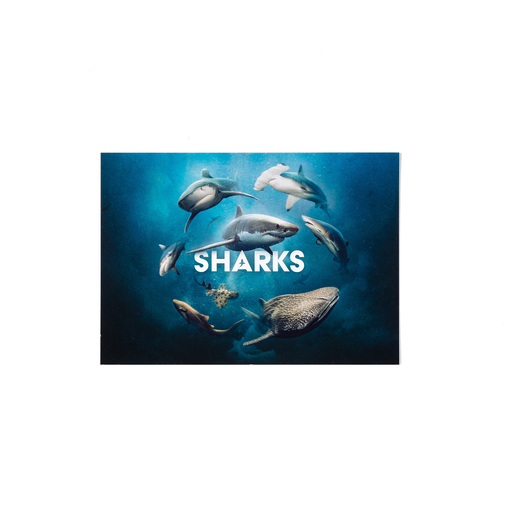 Sharks A5 Postcard – Auckland Museum Online Store